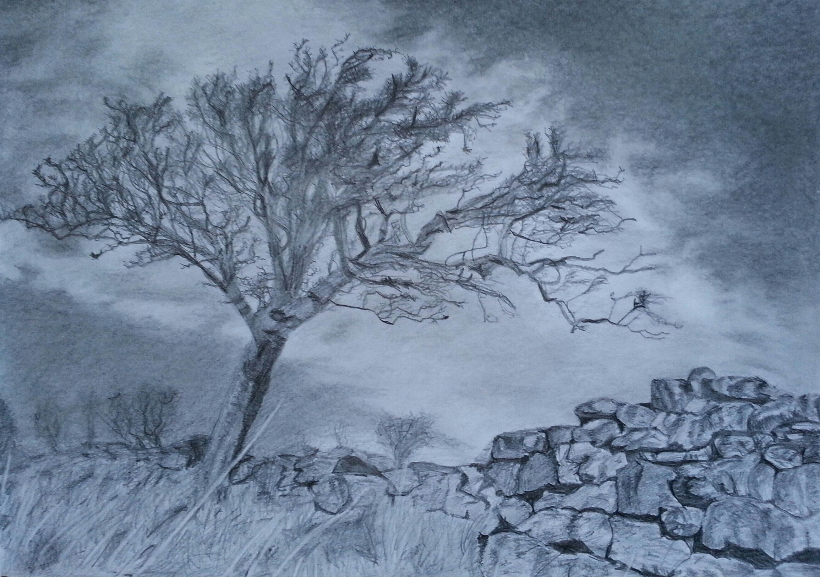 Windswept tree – Alison Heatherington